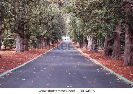stock-photo-masters-magnolia-lane-at-augusta-3014625 - Mindful Golfer